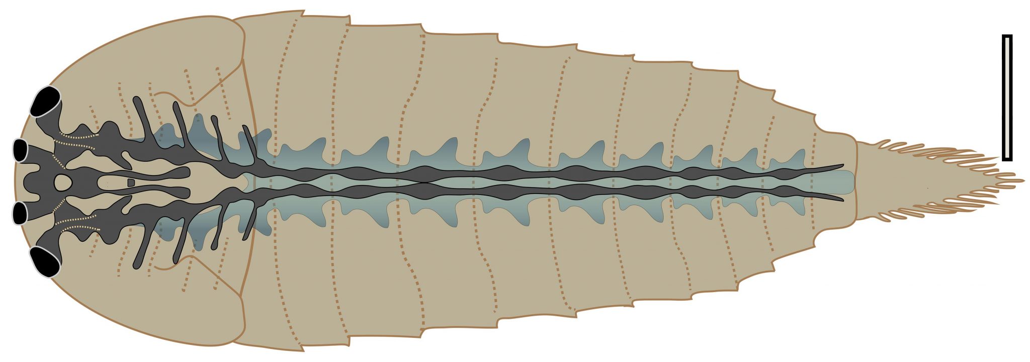 Exquisitely Preserved Fossils Show What the Ancestral Brains of ...