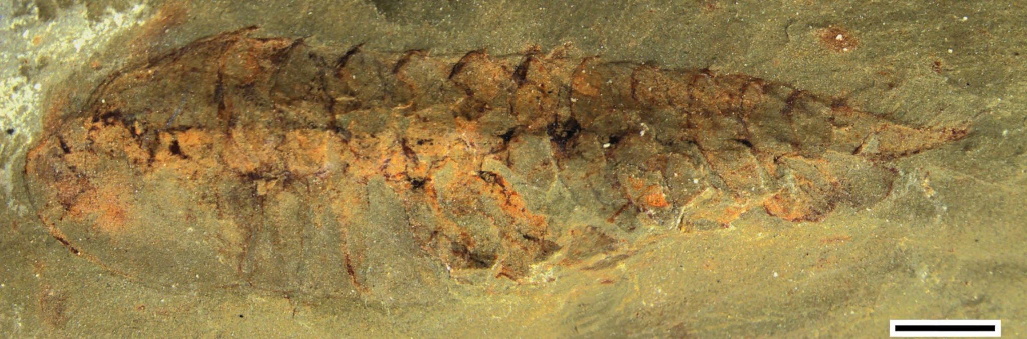 Exquisitely Preserved Fossils Show What the Ancestral Brains of ...