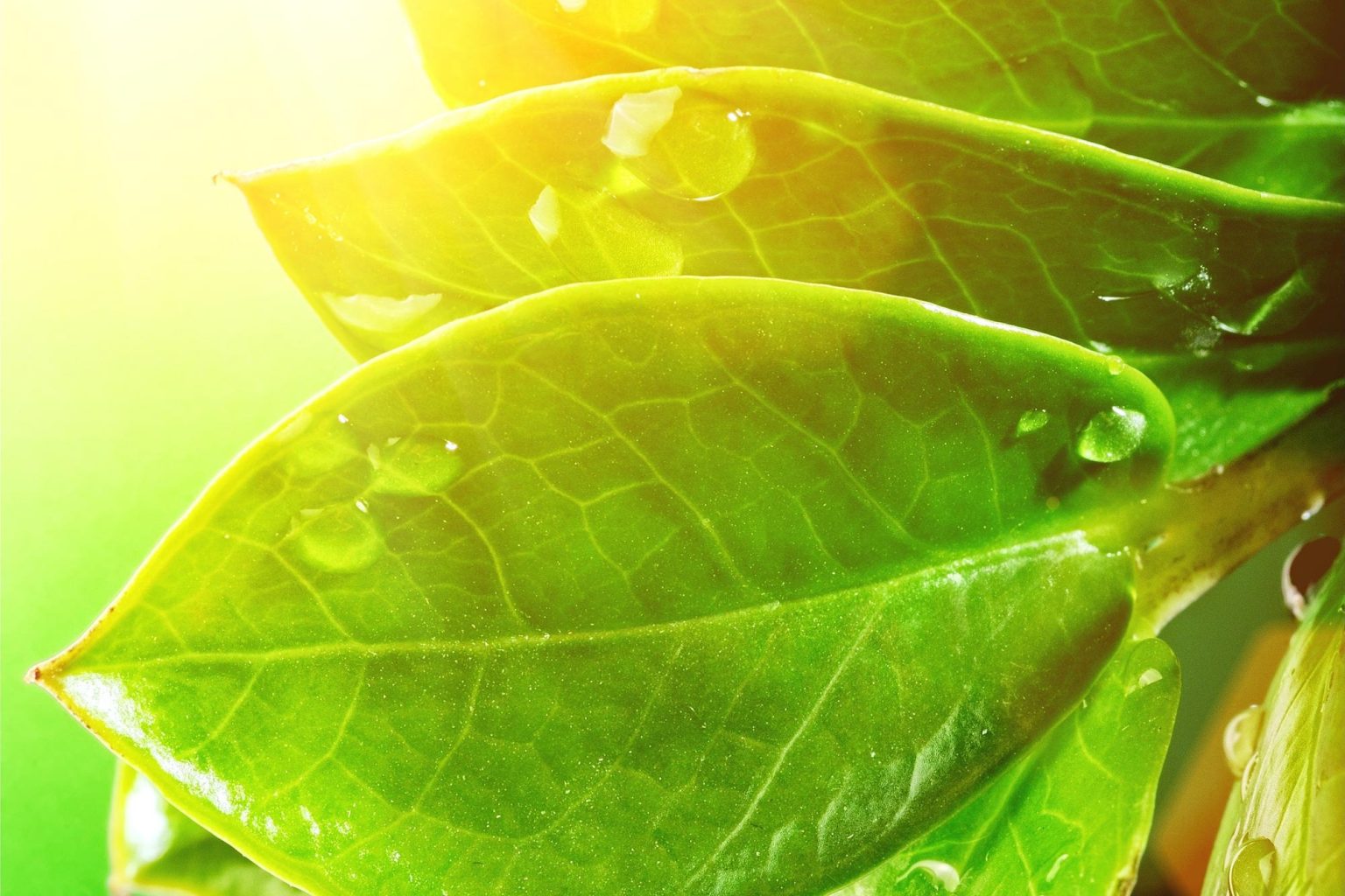 Earth’s Most Important Biochemical Reaction: Photosynthesis ...