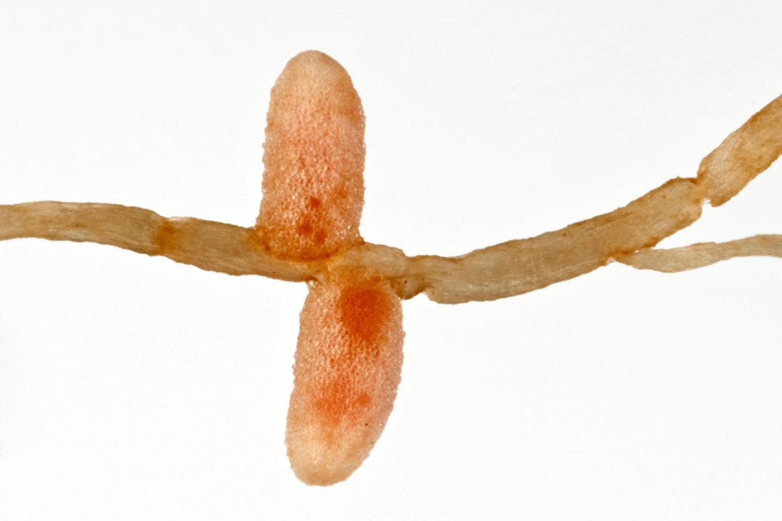 Genetics Discovery Reveals How Legumes Give Oxygen to Symbiotic ...