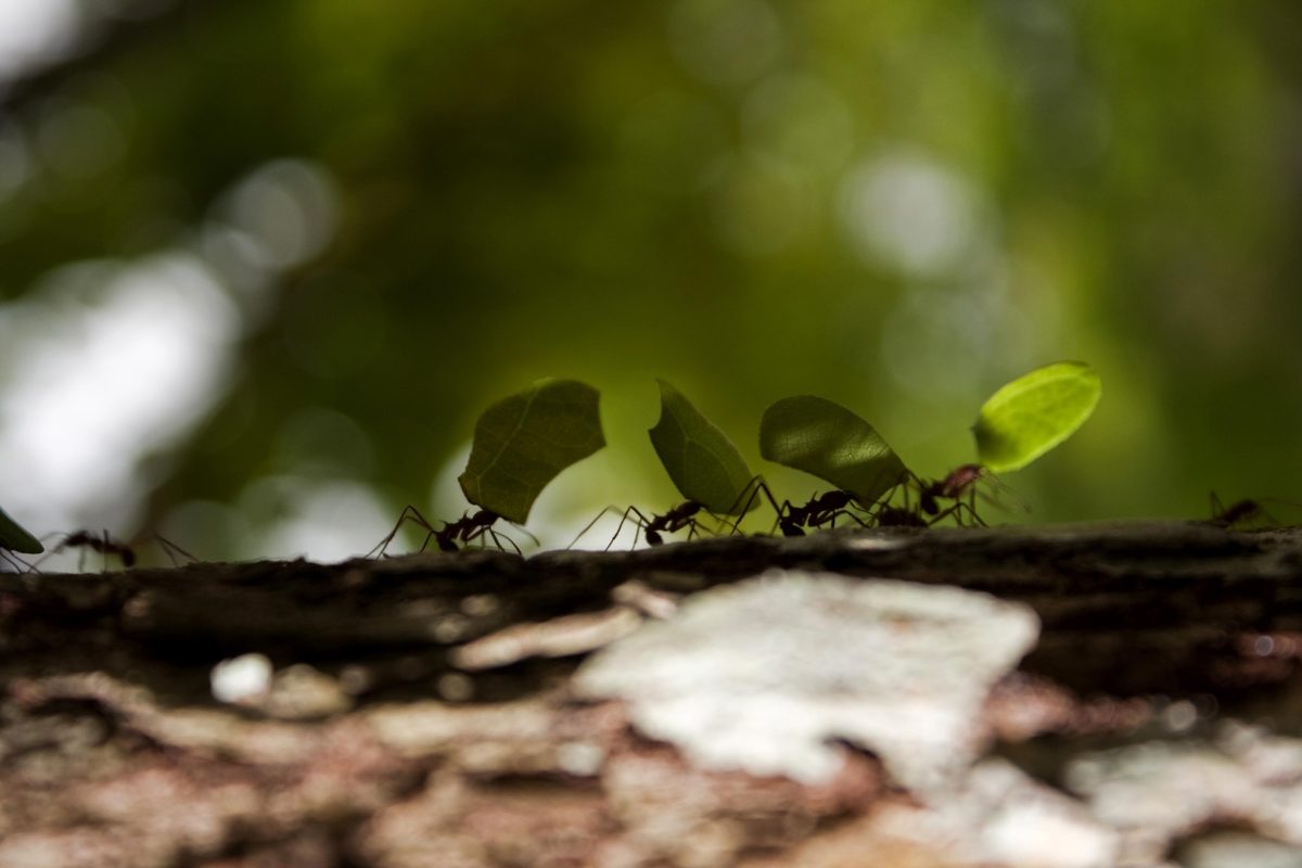 How the Asteroid That Killed Dinosaurs Turned Ants Into Farmers