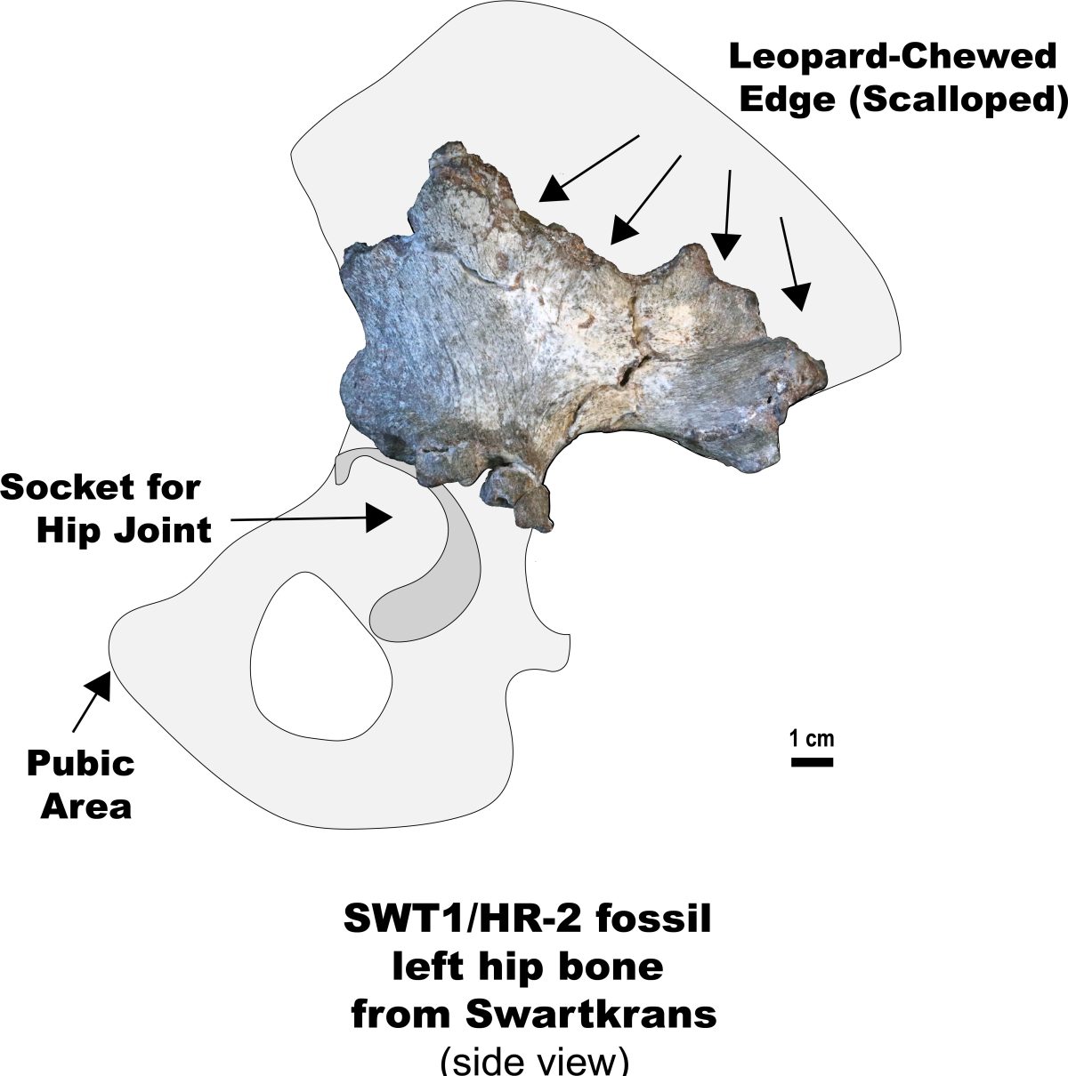 New Fossil Discovery Challenges Assumptions About Early Human Size