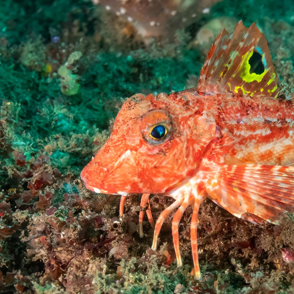 Walking Fish? Discover the Sea Robin’s Unique Ability