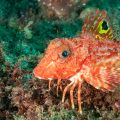Walking Fish? Discover the Sea Robin’s Unique Ability