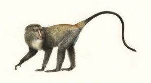 Lesula, A New Species of Monkey