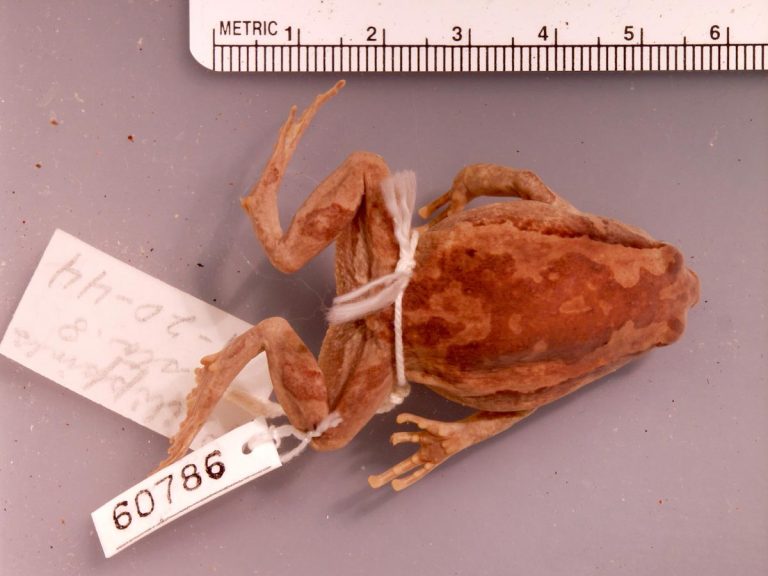 It Looks Like Nothing Else: Meet the Bizarre Frog That Shouldn’t Exist