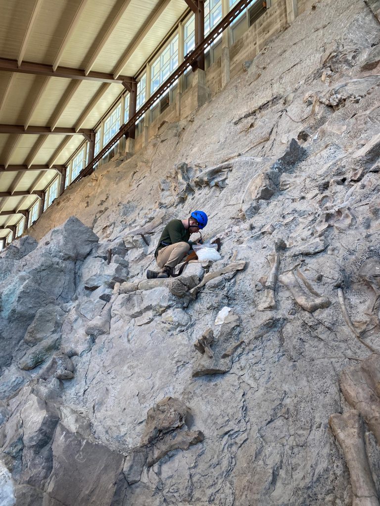 Giant Jurassic Dinosaurs Were Picky Eaters, Ancient Tooth Enamel Shows