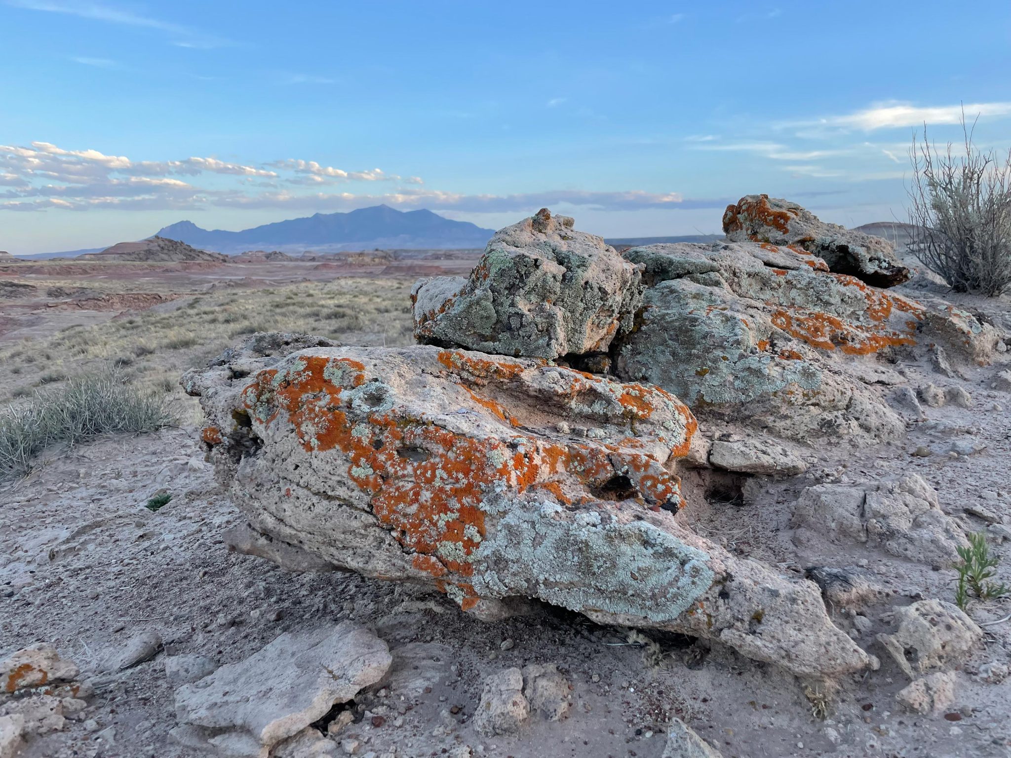 According to Scientists, This Organism Could Live on Mars