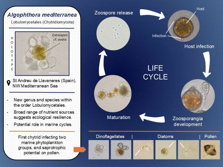 Newly Discovered Marine Fungus Attacks and Kills Toxic Algae