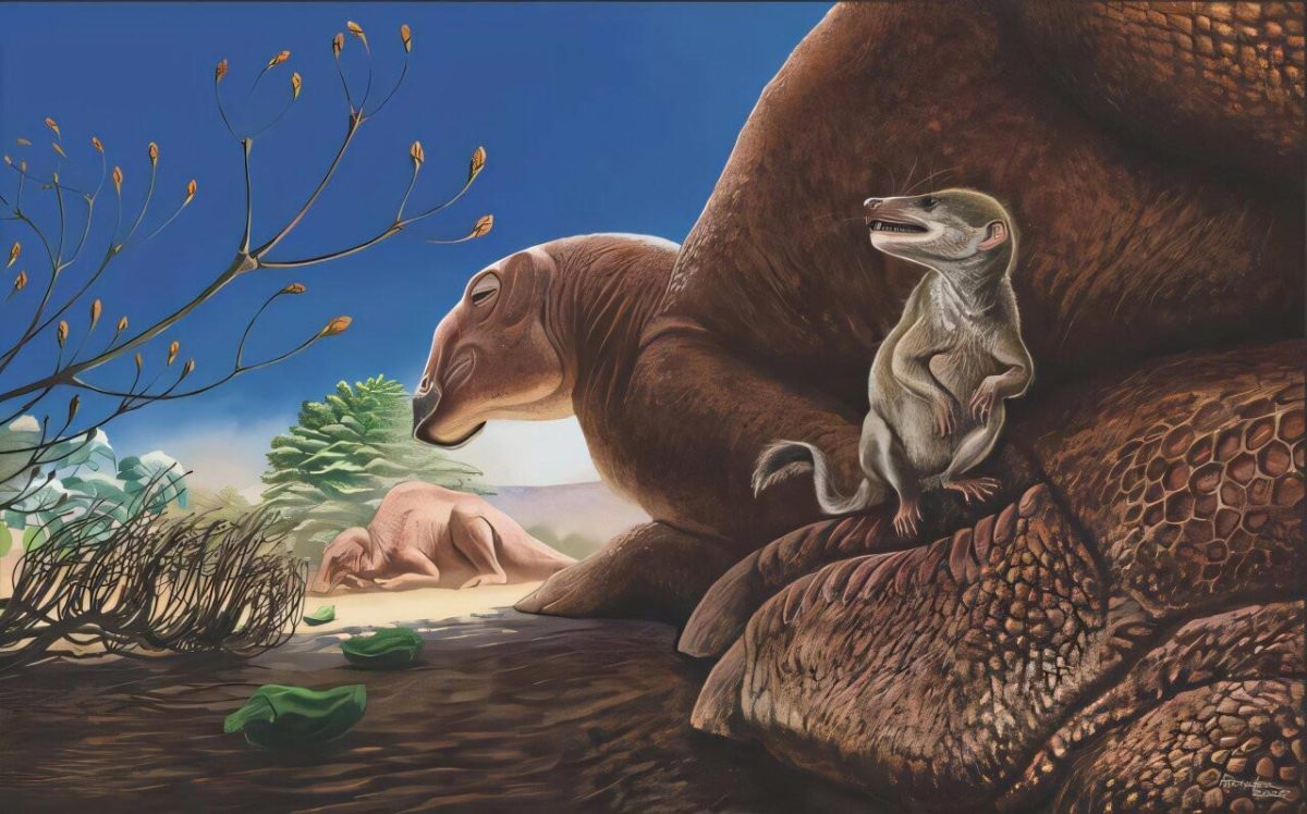 New Mammal Species From the Age of Dinosaurs Discovered in the Gobi Desert