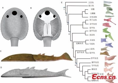 Legends Come Alive: “Nine-Tailed” Galeaspid Fossil Fuels Ancient Lore ...