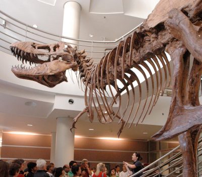 Paleontologist’s New Theory for Why T. rex Had Such Ridiculously Short Arms