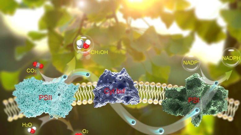 Photosynthesis News - Page 2 of 6 - SciTechDaily
