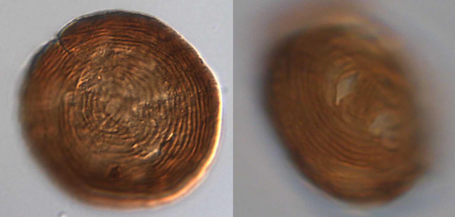 Unlocking Prehistoric Secrets: Microfossils Shed New Light on ...