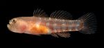 Scientists Discover “Grumpy” New Fish Species in the Red Sea