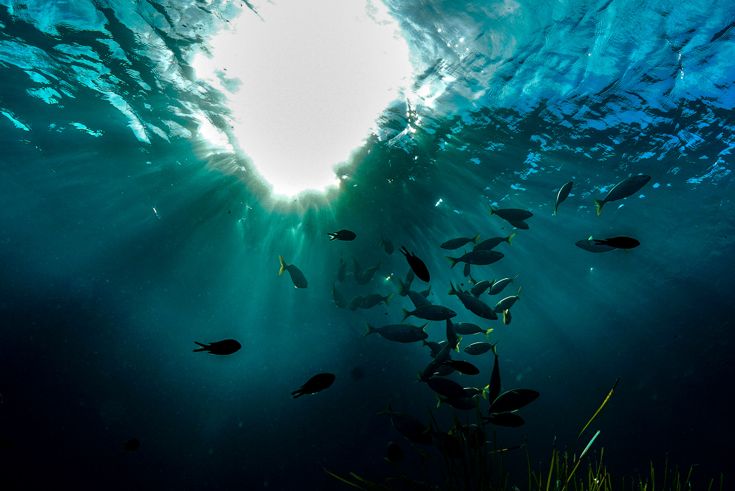 New Research Shows Blue Light at Night Makes Fish Anxious – Could ...