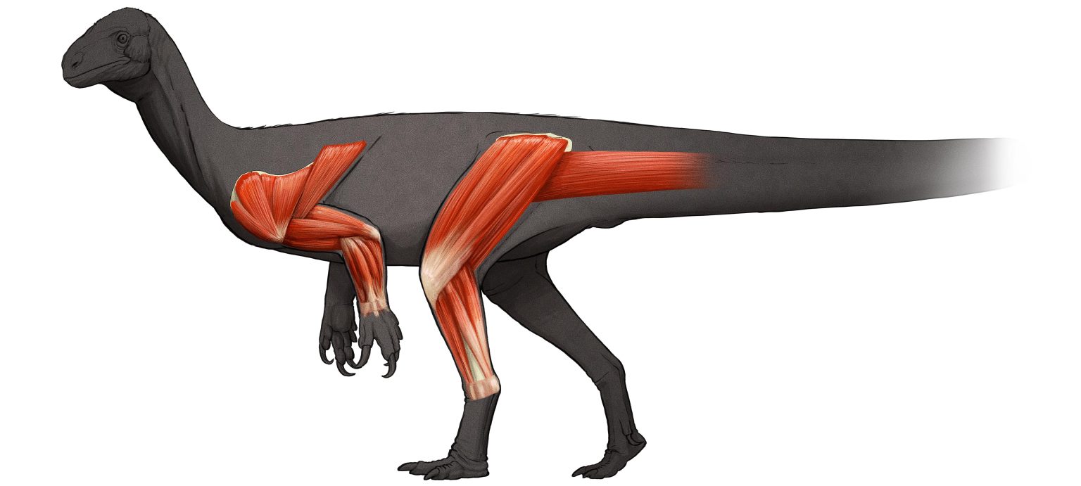 Muscular Study Reveals How Giant 50-Ton Sauropod Dinosaurs Moved and ...