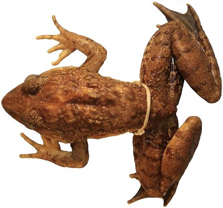 Meet the Newly Discovered Giant Fanged Frog That Fooled Scientists for ...