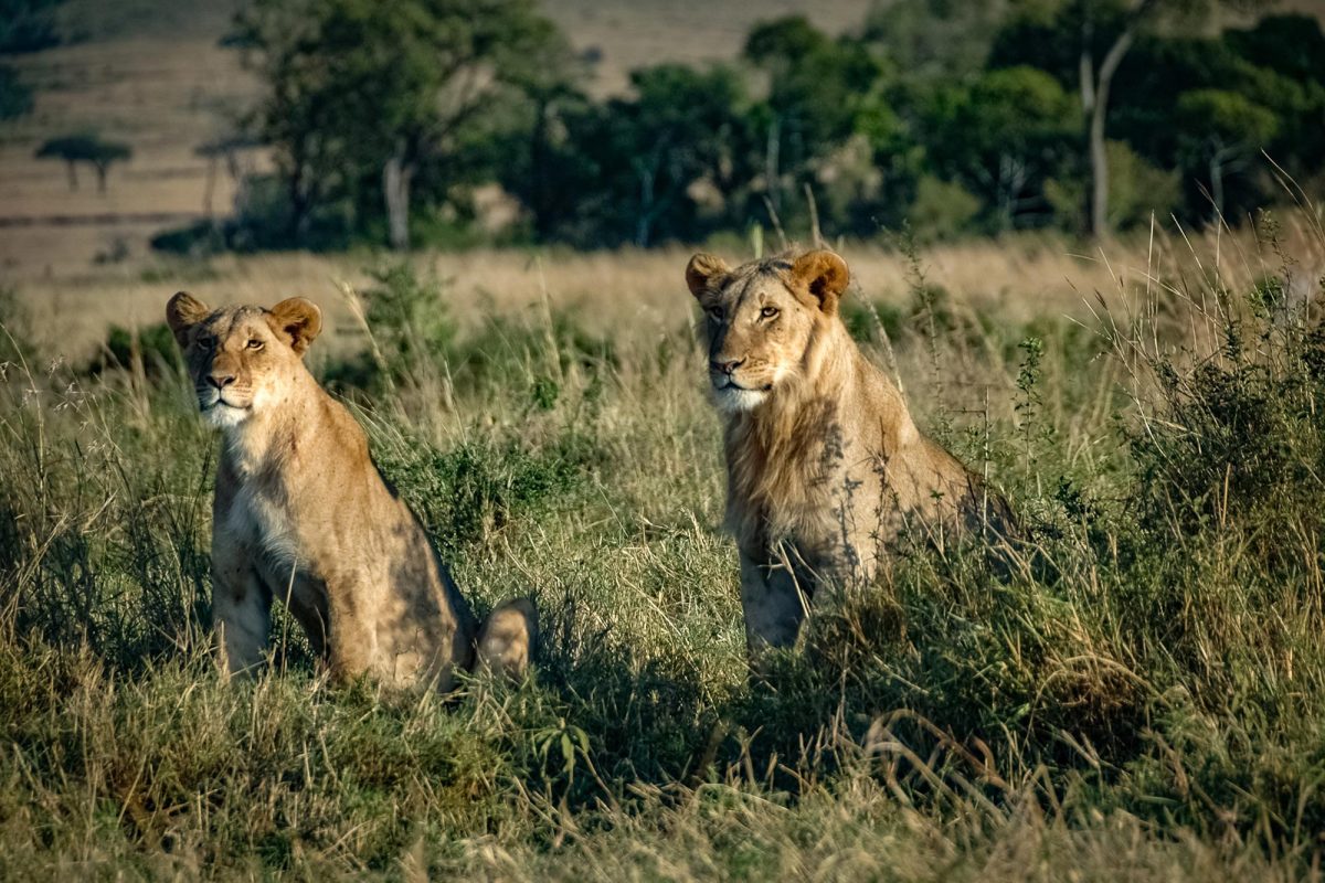 Genomic Sleuths Uncover Human Prey in the Deadly Diet of Tsavo’s Infamous Lions