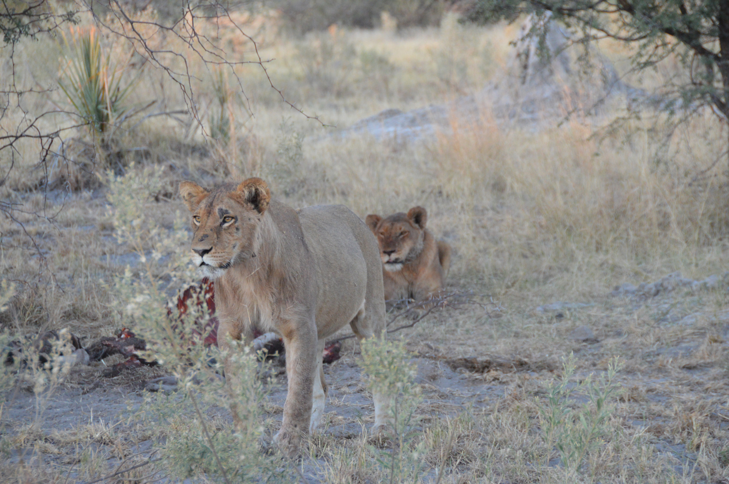 Climate Change Is Increasing Human-Wildlife Conflicts Globally
