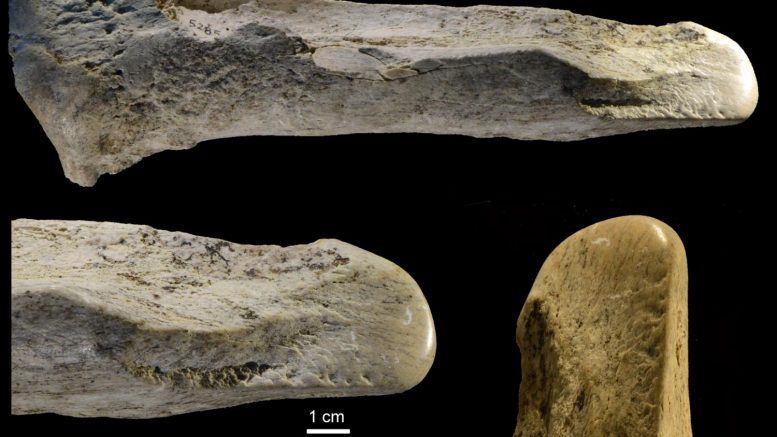 Analysis of Ancient Bone Tools Shows Neanderthals Were Quite Sophisticated