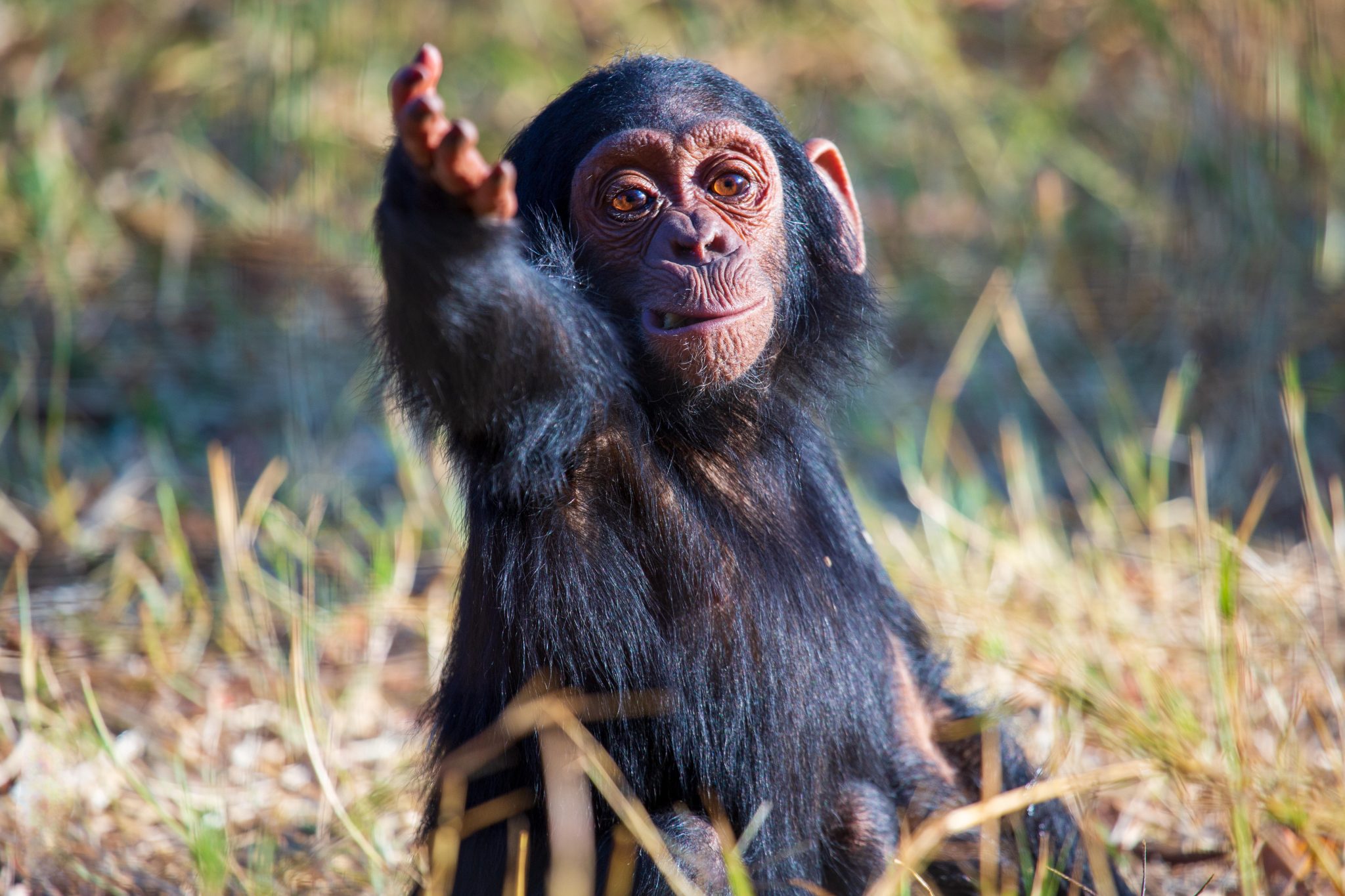 Scientists Discover Striking Similarities Between Chimpanzee and Human ...