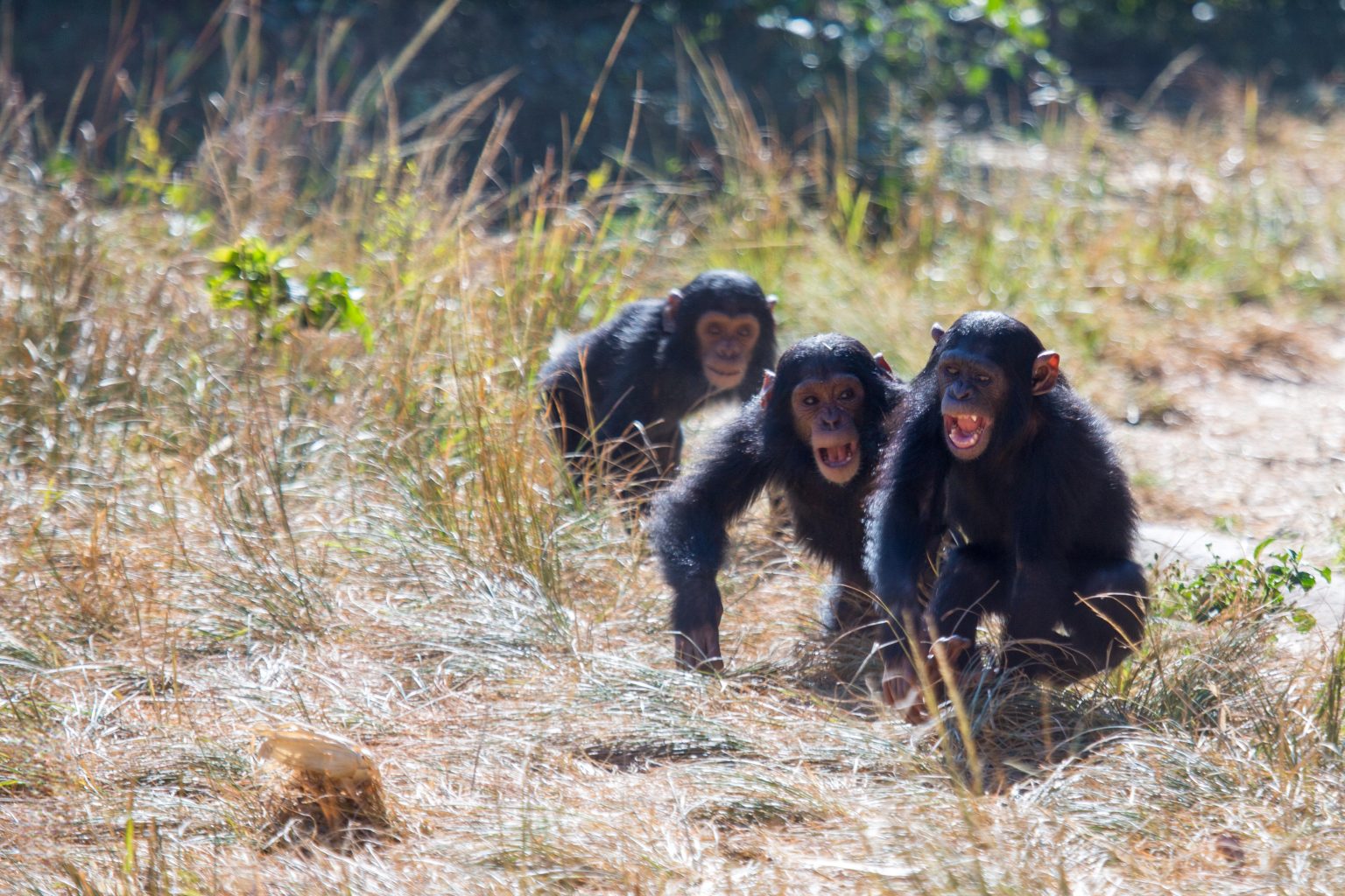 Scientists Discover Striking Similarities Between Chimpanzee and Human ...