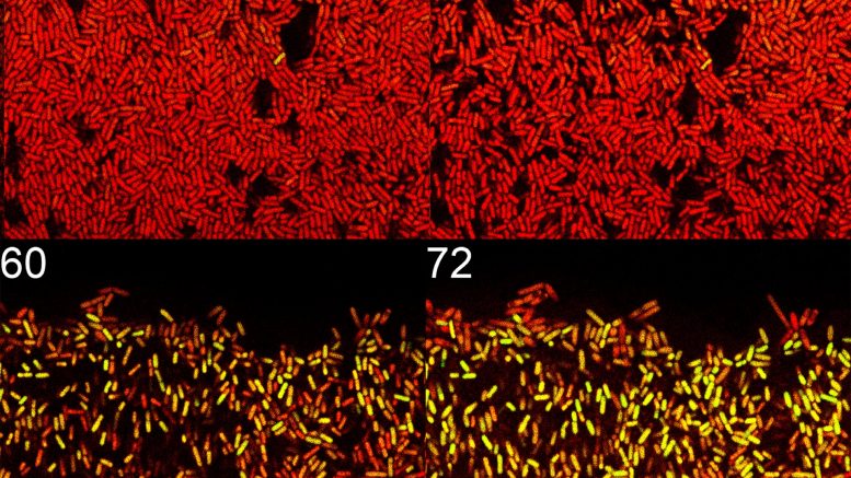 Researchers Use Bacteria From Space to Create New Biofilm