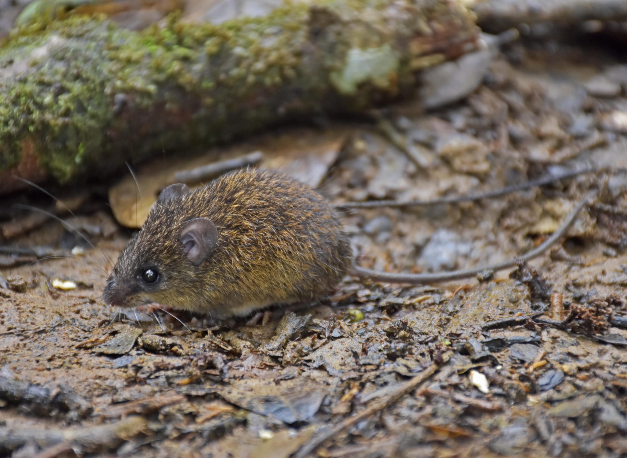 New Species of Spiny Mouse Discovered in Ecuador