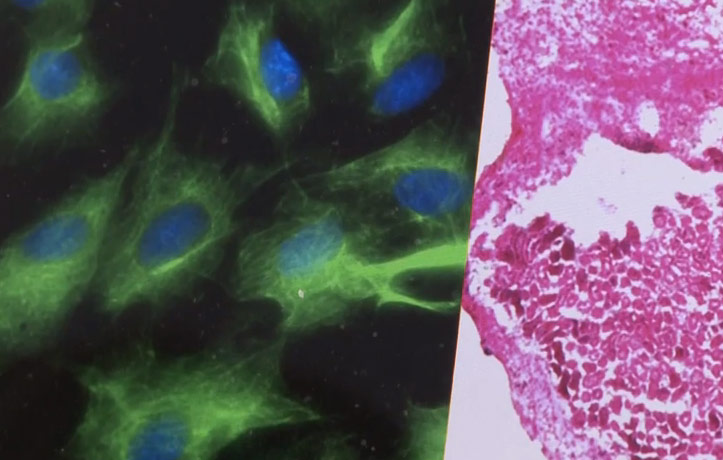 Biologists Grow a Living Organ from Lab-Created Cells