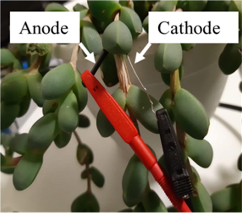 Scientists Have Developed a Living “Bio-Solar Cell” That Runs on ...
