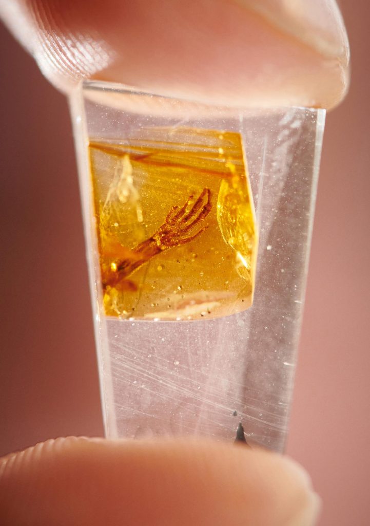 Rare Lizard Fossil Provides Important Clues on How Fossils Stay ...