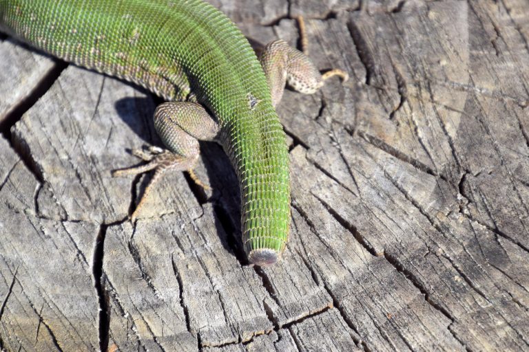 Unlocking the Lizard’s Secret: A Breakthrough in Cartilage Regeneration