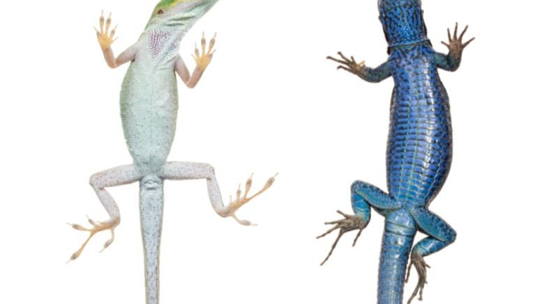 The Rapid-Fire Evolution of Green Anoles