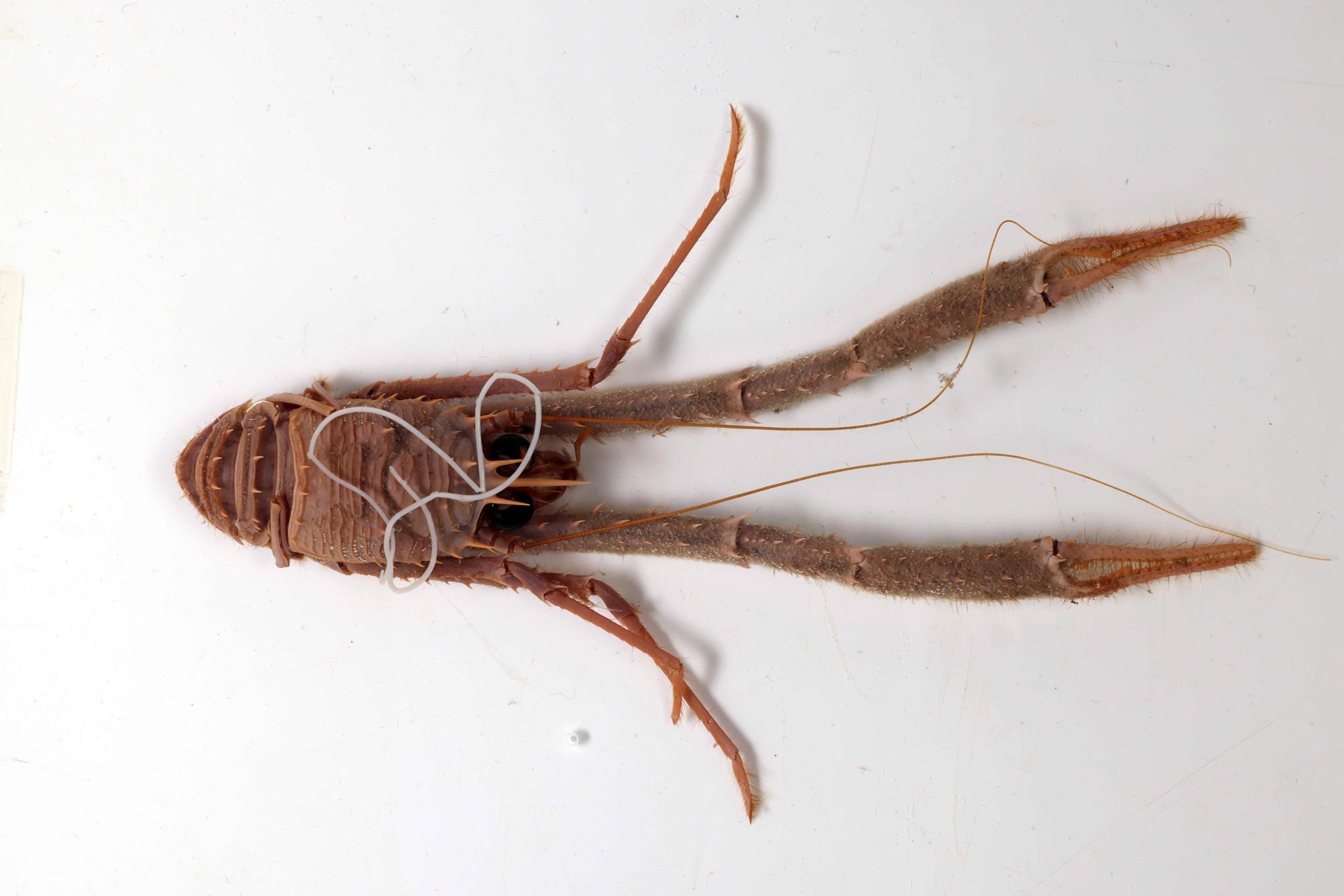 Bizarre “Mind Controlling” Parasitic Hairworms Are Missing Genes Found ...