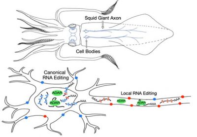 “Superpower” Discovered in Squids: They Can Massively Edit Their Own ...