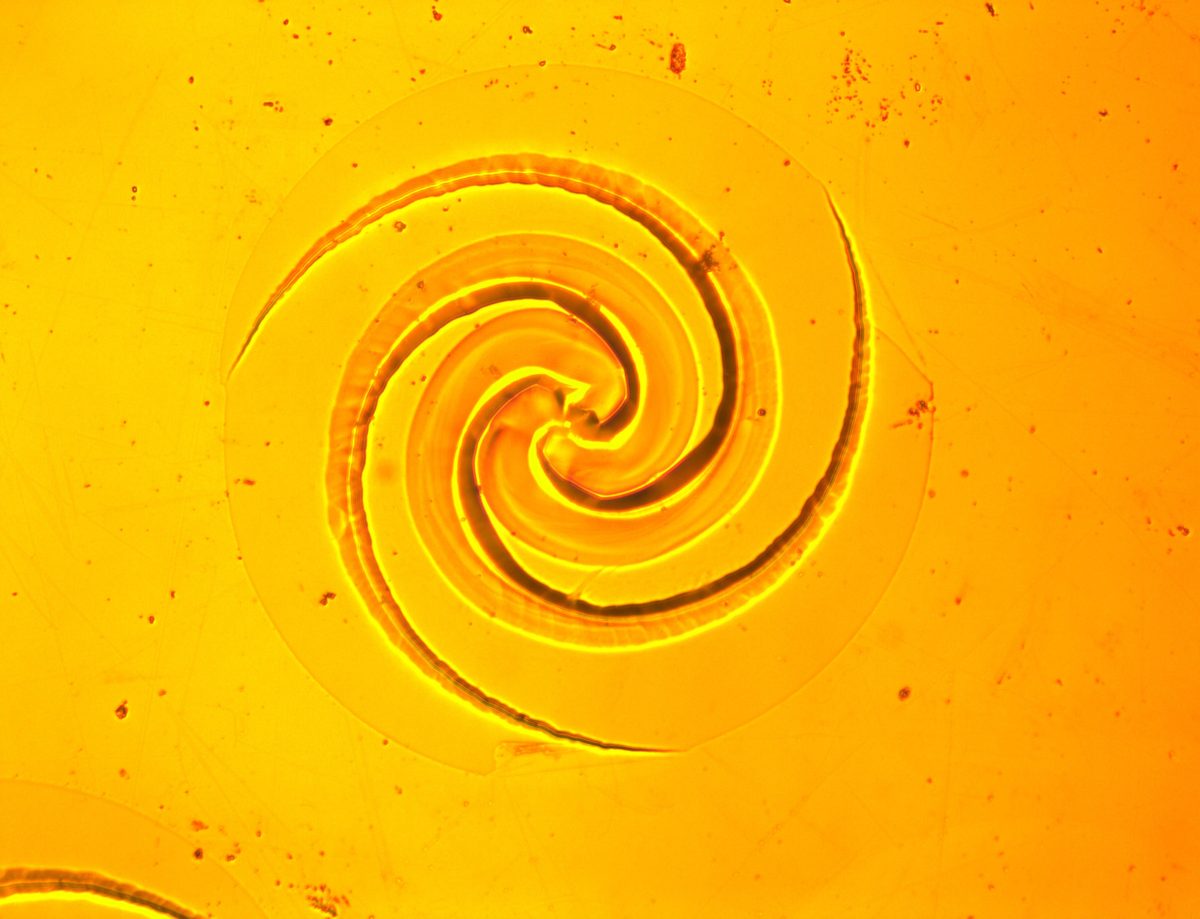 Never-Before-Seen: UCLA Physicists Discover Mysterious Spiral Patterns ...
