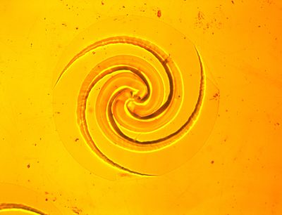 Never-Before-Seen: UCLA Physicists Discover Mysterious Spiral Patterns ...