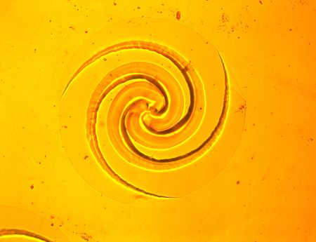 Never-Before-Seen: UCLA Physicists Discover Mysterious Spiral Patterns ...
