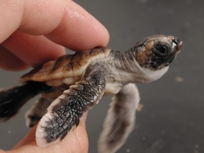 Sea Turtles’ Hidden GPS: Scientists Unlock the Secret of Their Magnetic ...