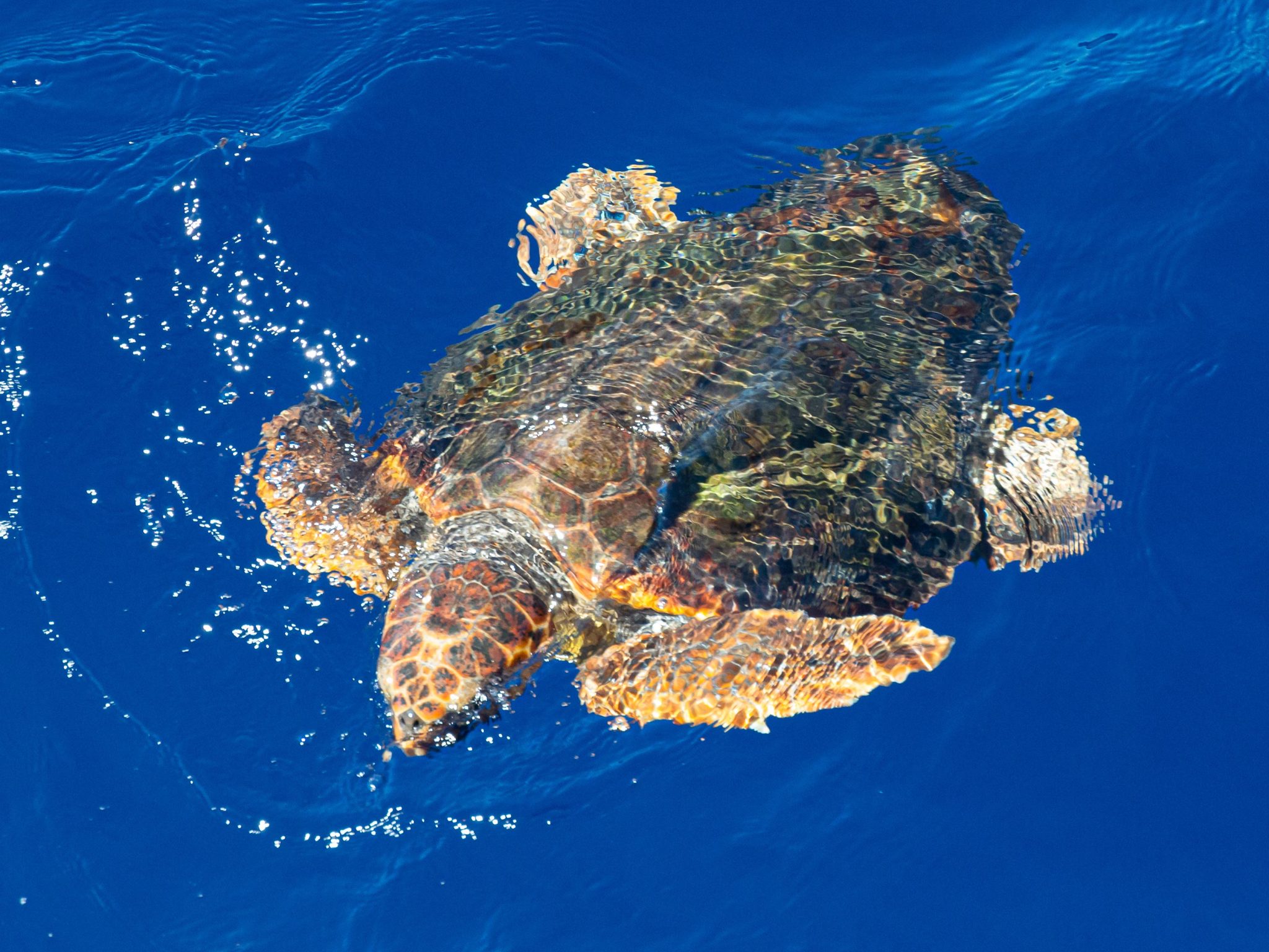 Shifting Ocean Closures Is Best Way To Protect Animals From Accidental ...