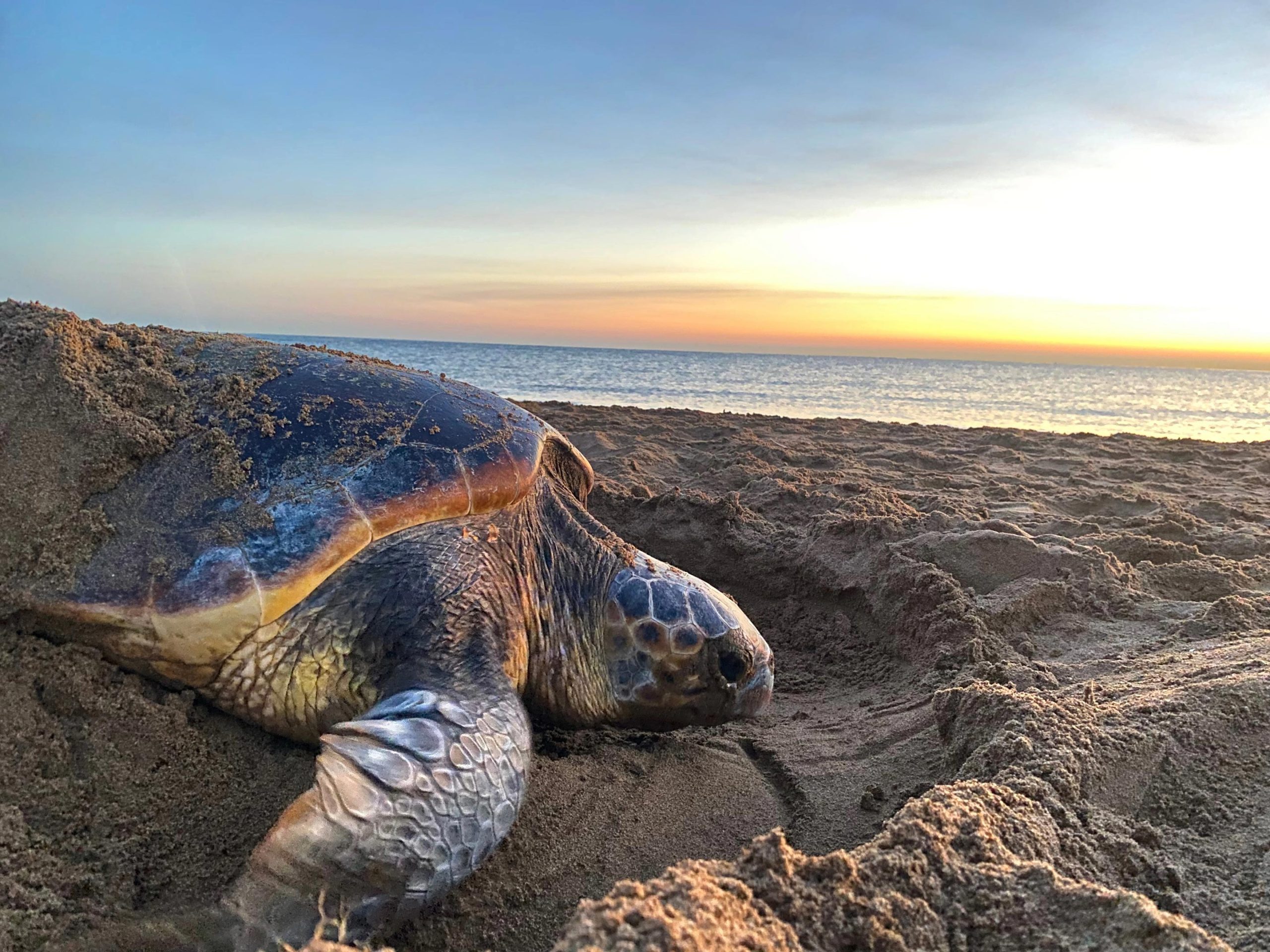 Turtles Race Against the Heat As Climate Change Shifts Nesting Seasons