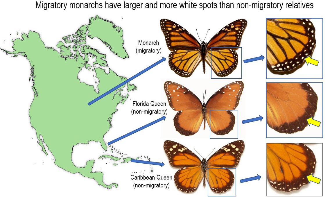 Monarch Butterfly Migration: The Secret Power of White Spots