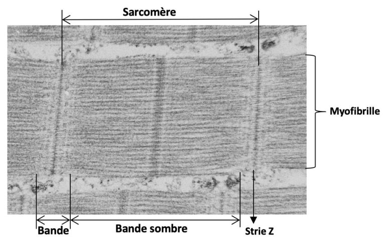 Unexpected Organization: Newly Discovered Muscle Fiber Structure