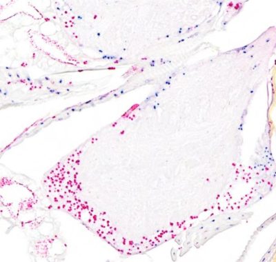 Defying Fundamental Laws of Biology – Scientists Discover Real-Life ...