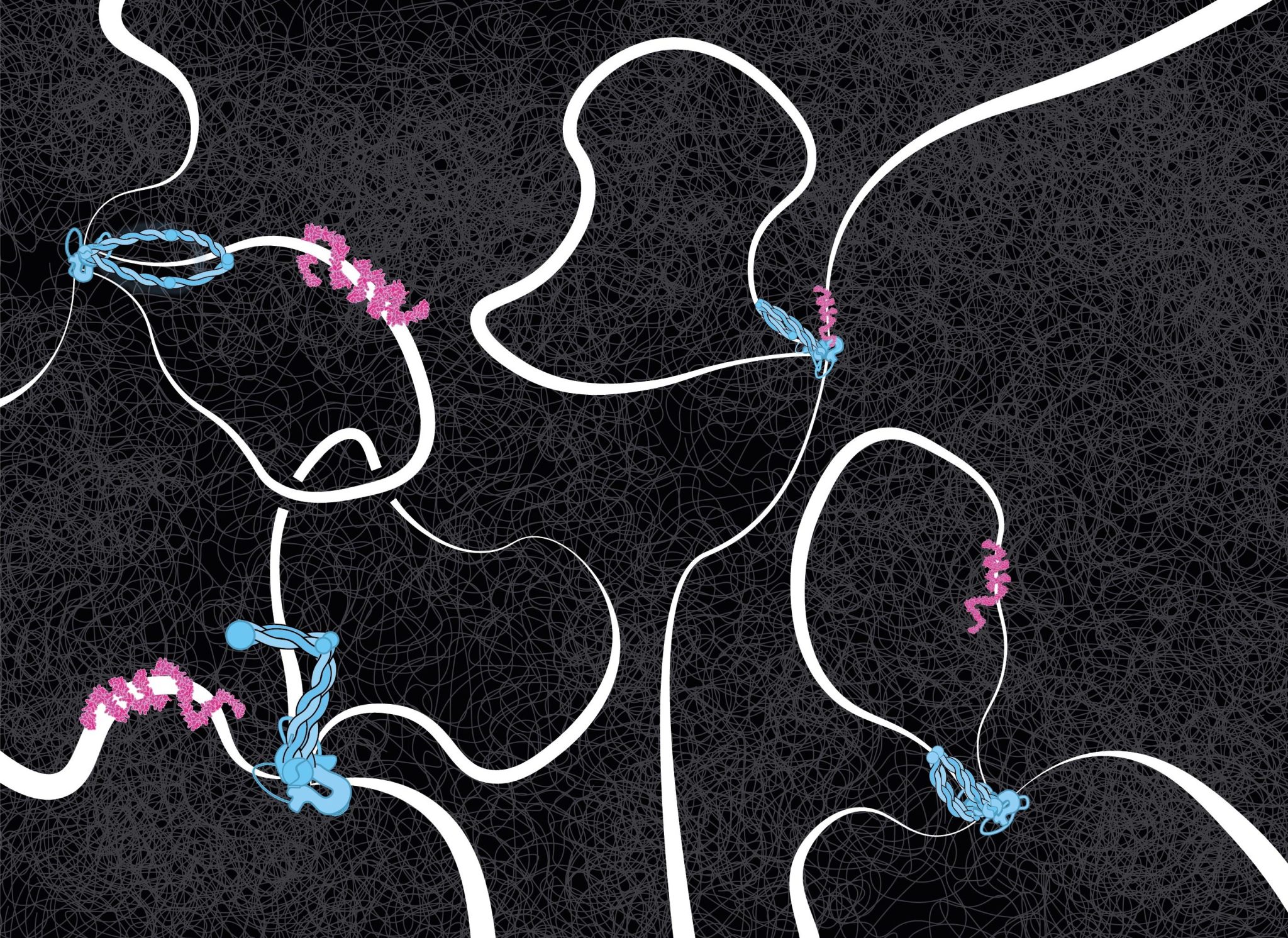 Loops, Flags and Tension in DNA