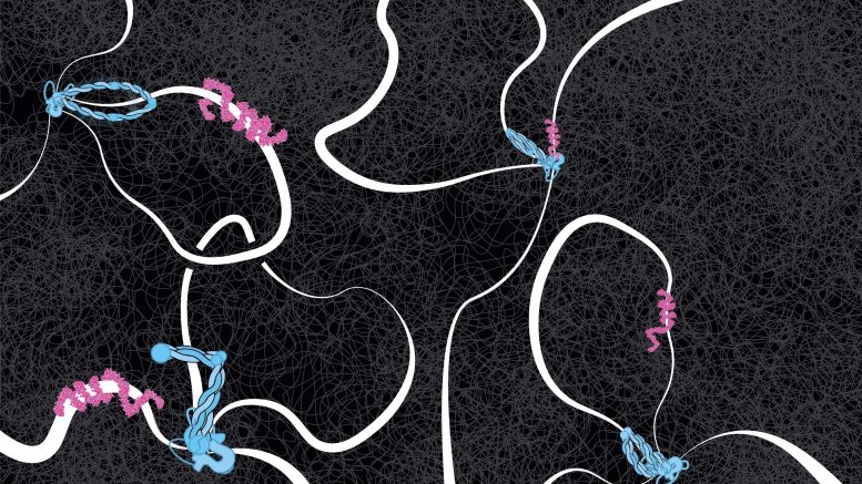 Calling Through the DNA Wire: A Newly Discovered Genetic “Switch”