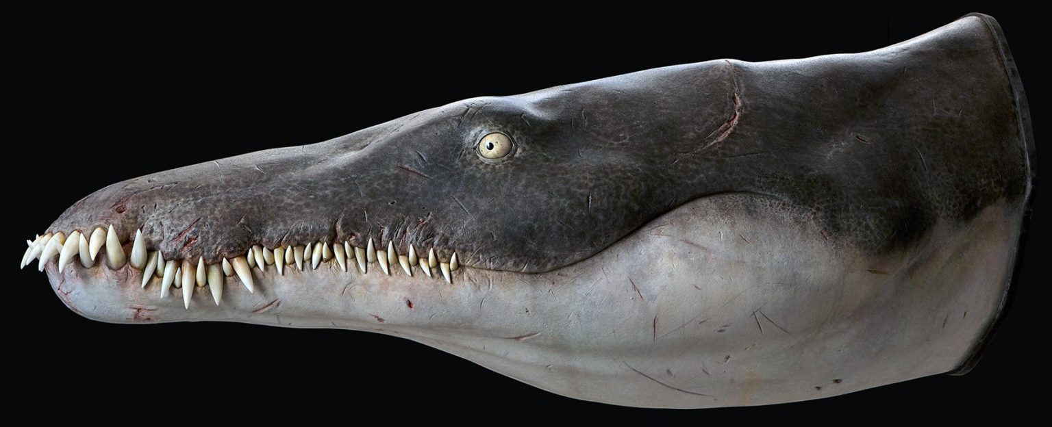Sea Monster Surprise: Ancient Pliosaur Remains Challenge What We Knew