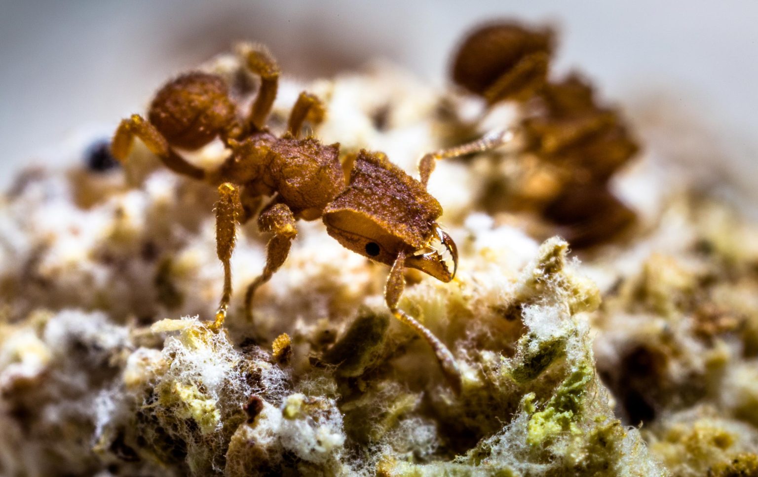 66 Million Years Ago: New Research Reveals That Ants Were Farming Since ...