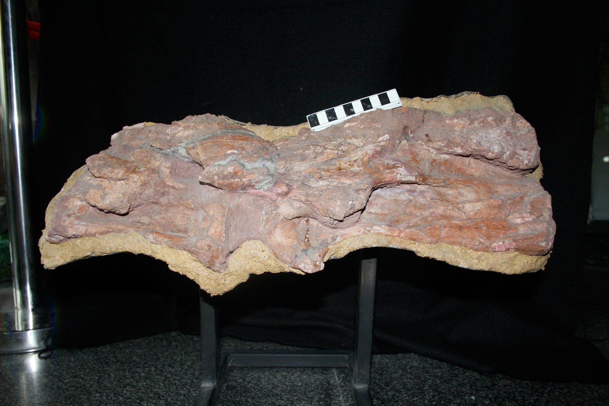 Longest Neck of Any Animal Ever: New Fossil Analysis Reveals Dinosaur ...